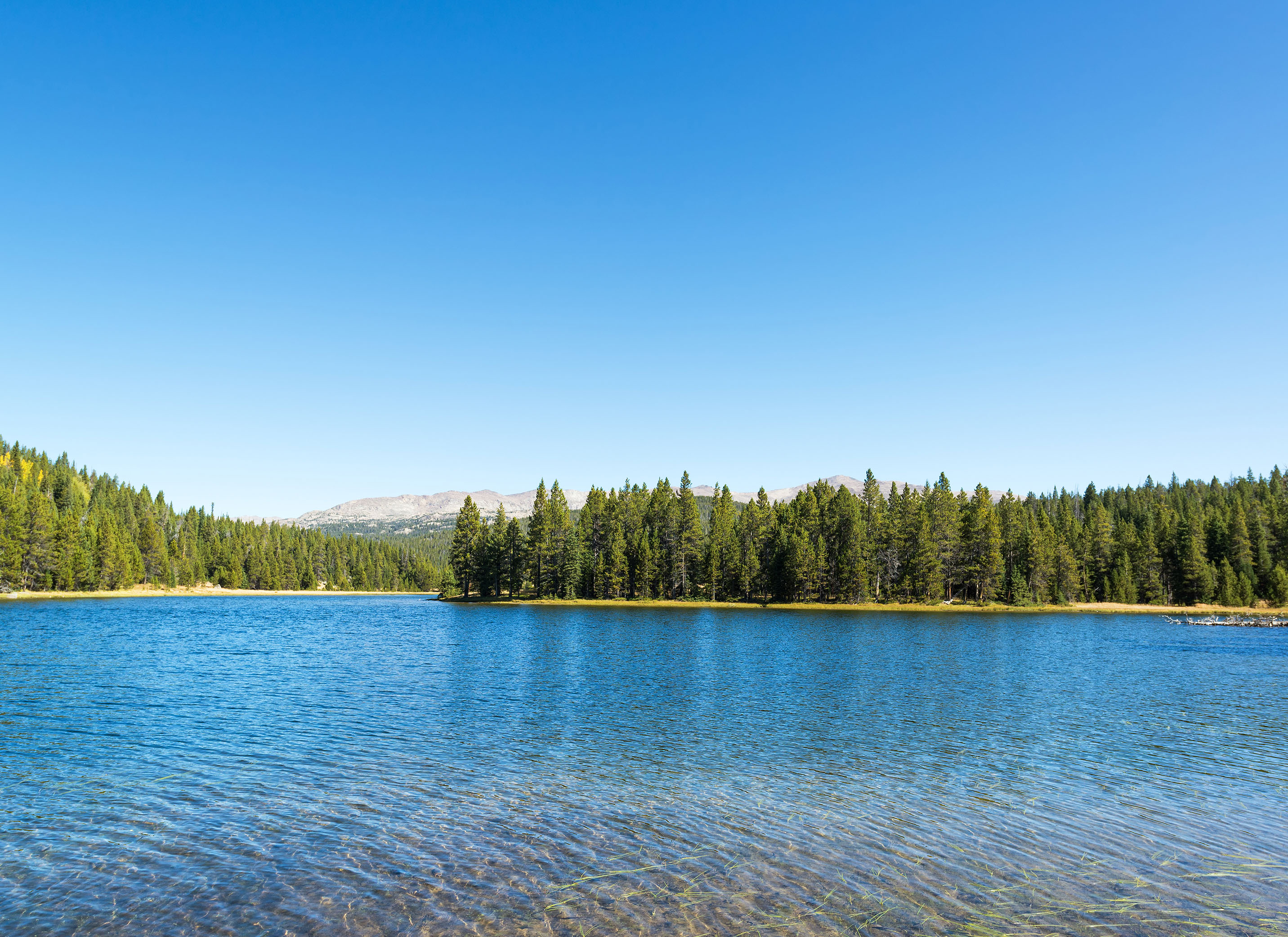 Logan Martin Lake PCBs Environmental Impact